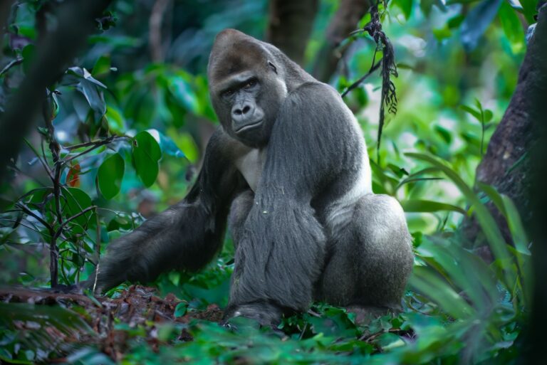 12 Of The Most Powerful Animals On Earth