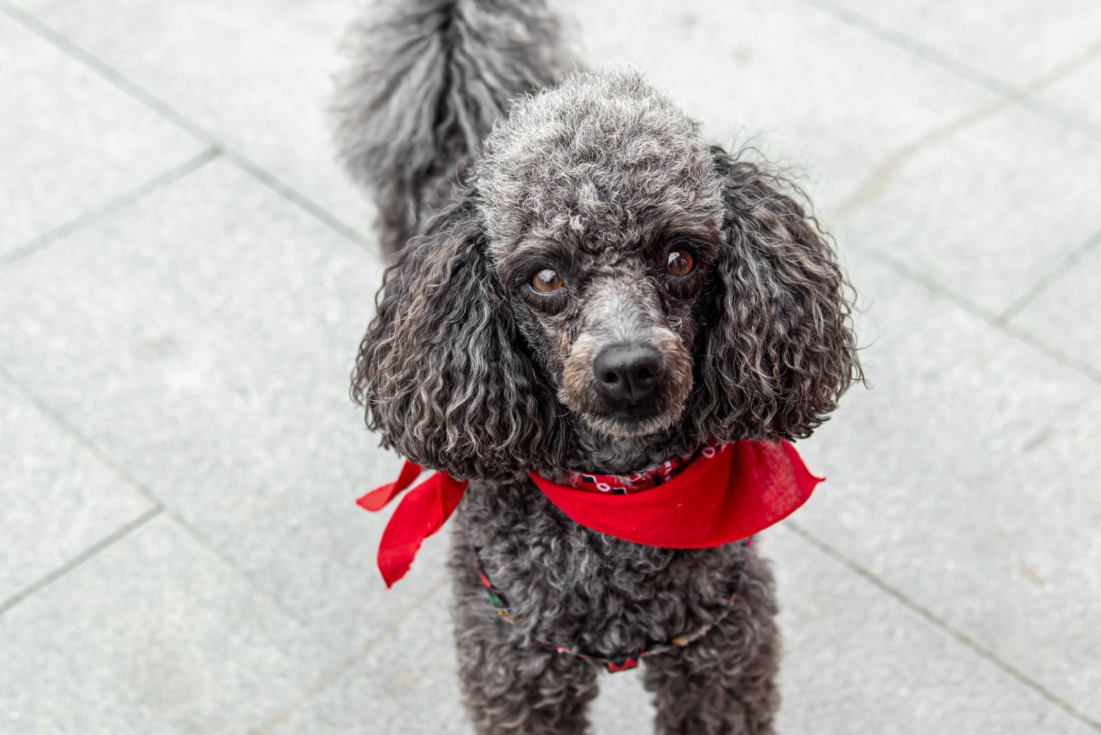 19 Gorgeous Poodle Coat Colors That Will Make You Fall In Love With The ...