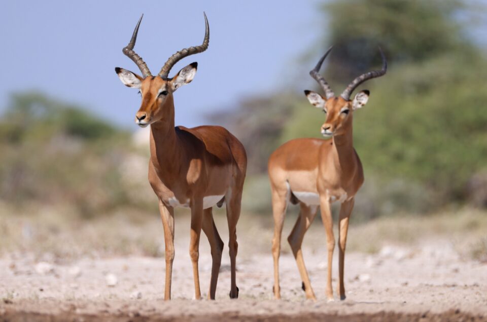 11 Incredible Animals With Jaw-Dropping Jumping Skills