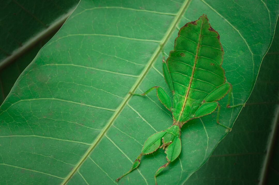 12 Leaf-Like Animals That Will Leave You Stunned