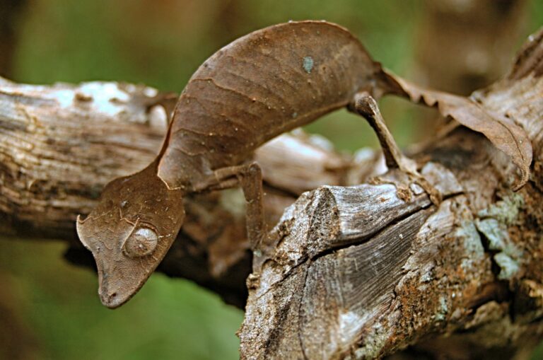 12 Leaf-Like Animals That Will Leave You Stunned