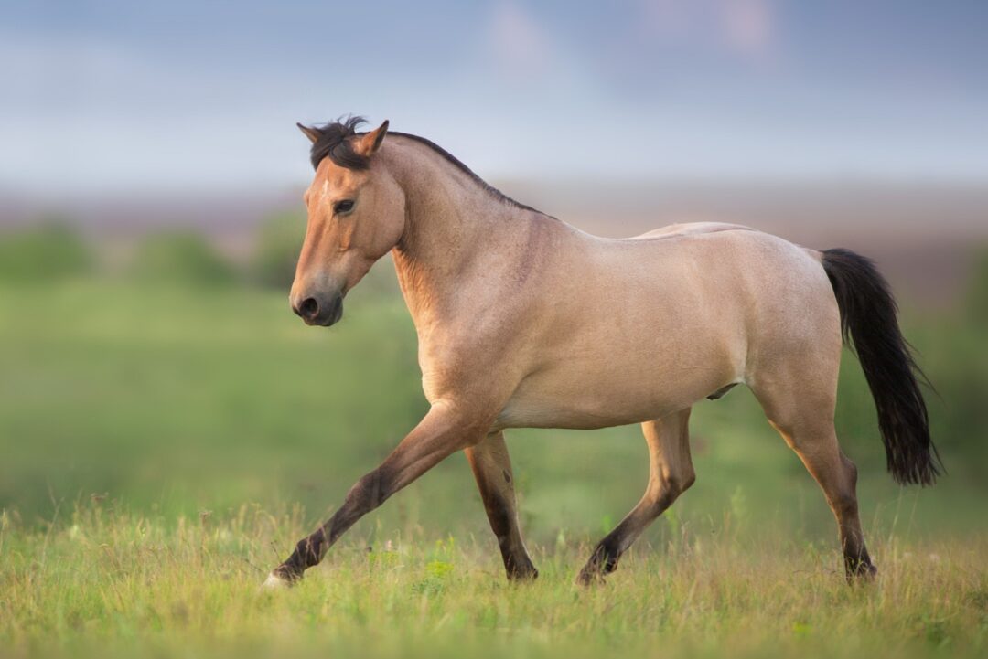13 Horse Colors And Patterns So Unique They’ll Take Your Breath Away