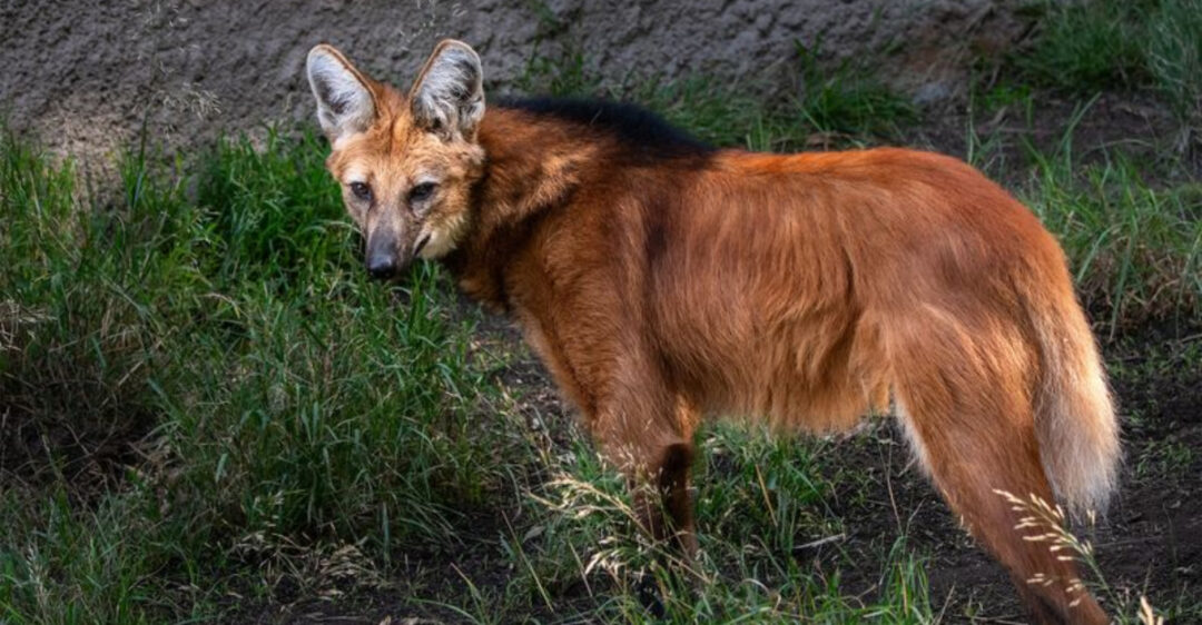 Meet 9 Wild Dogs That Are Just As Amazing As Regular Wolves