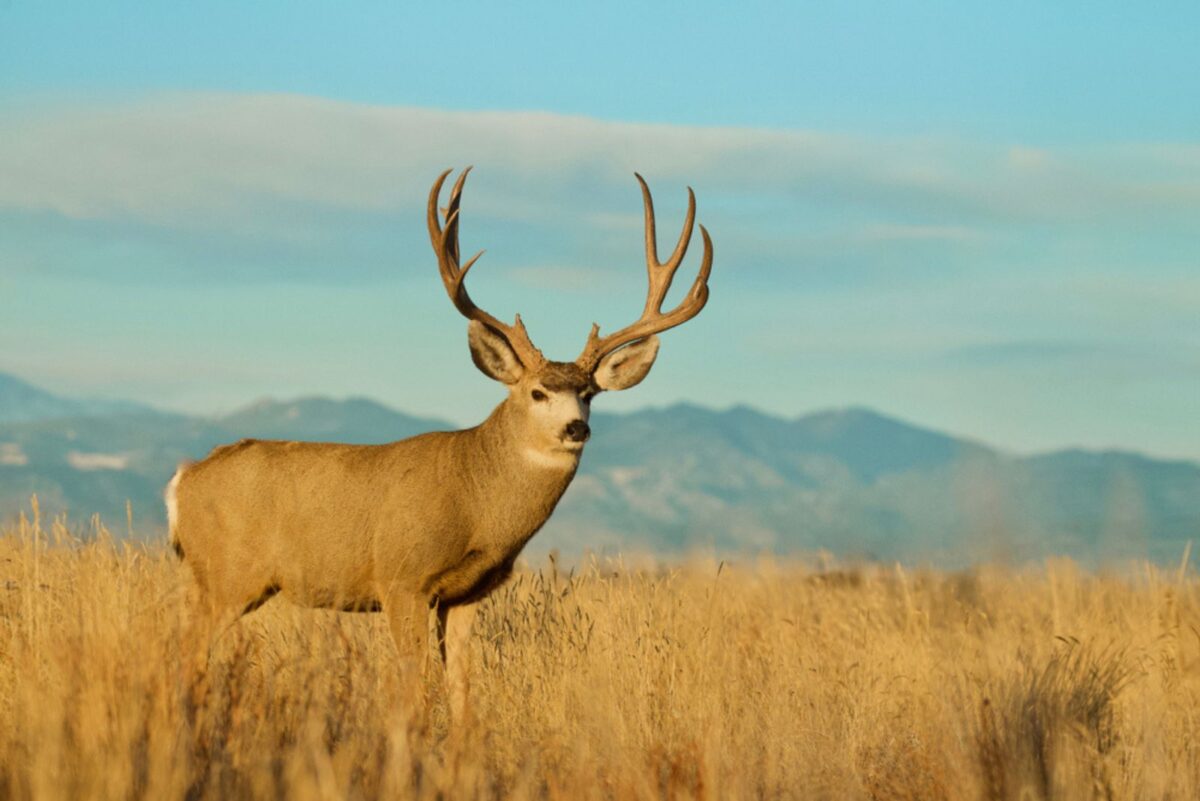 15 Amazing Animals Roaming Wild In U.S. National Parks