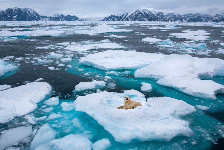 11 Arctic Animals Perfectly Adapted To Survive The Coldest Conditions