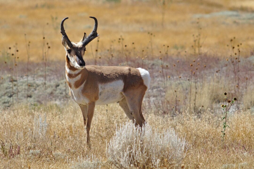 15 Amazing Animals Roaming Wild In U.S. National Parks