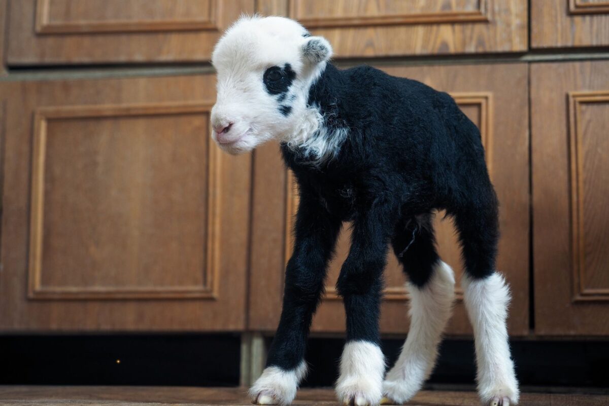 17 Hybrid Animals You Have To See To Believe