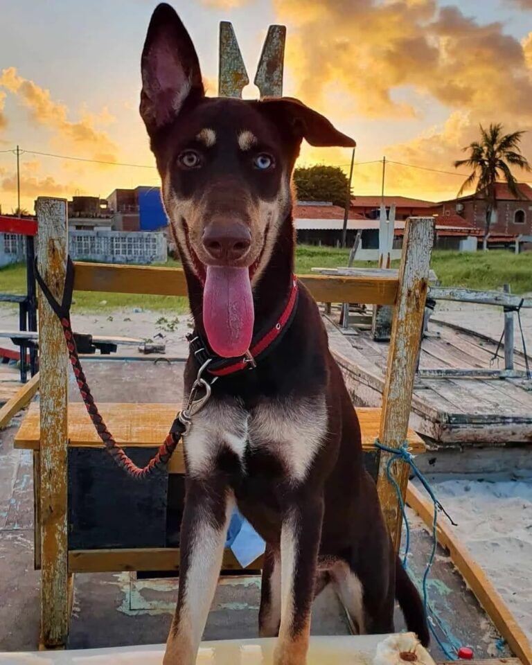 17 Must-See Doberman Mixes Everyone’s Talking About