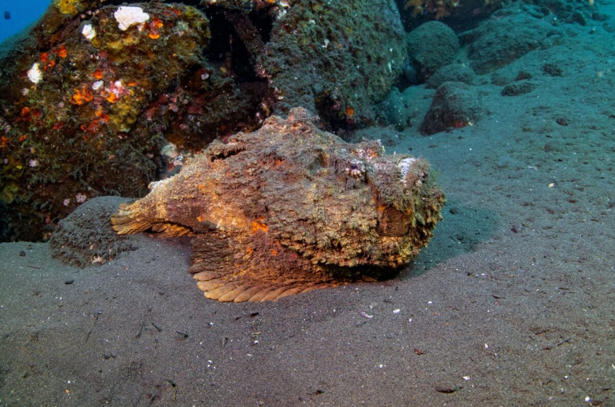 13 Sea Animals That Are Even Scarier Than Sharks