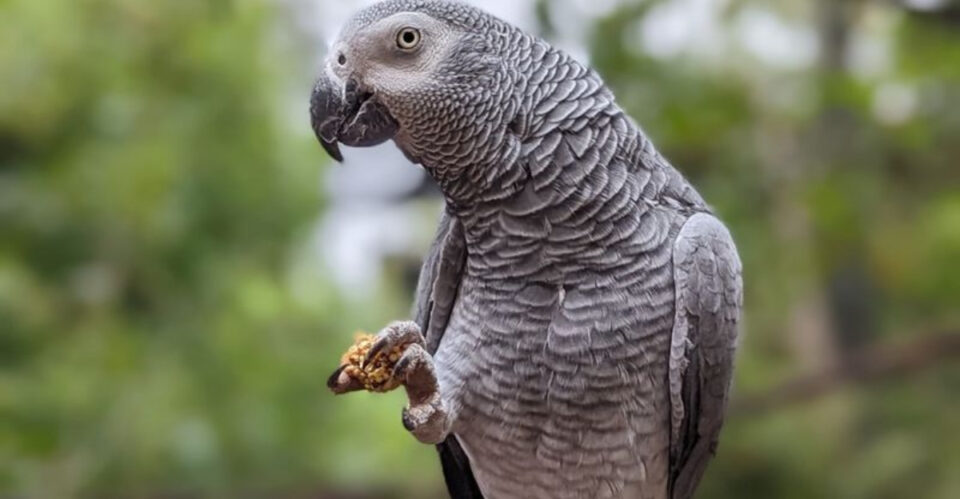The 11 Most Affectionate Parrots That Truly Connect With People