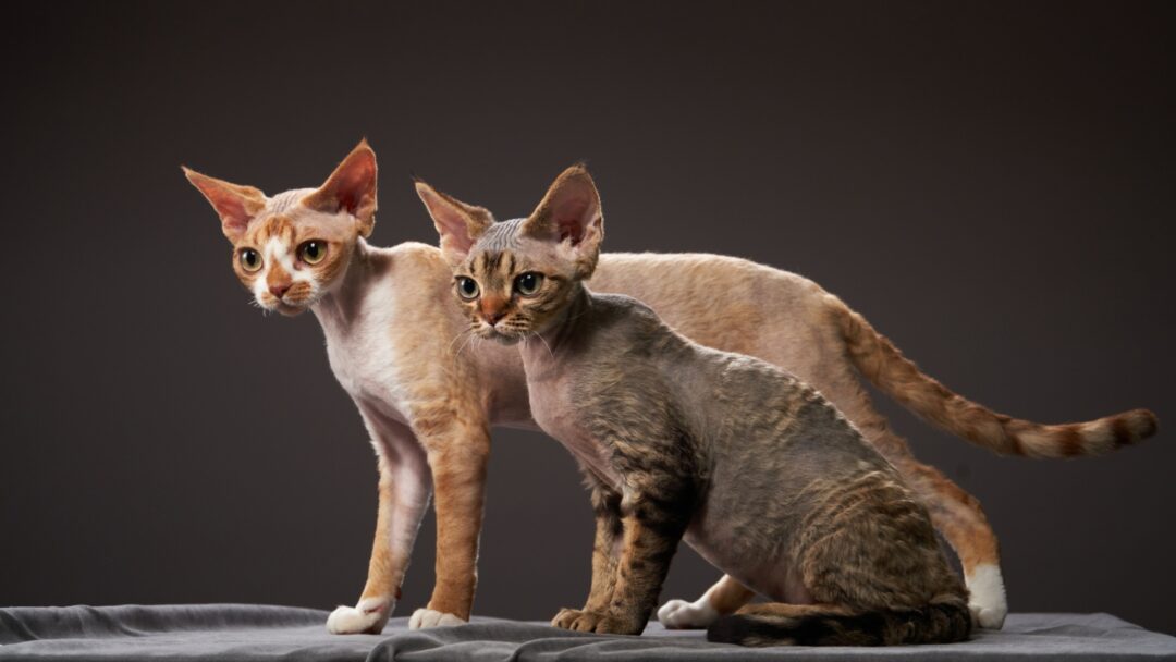 The 14 Most Dangerous Cats In The World, Ranked