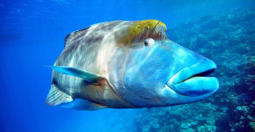 The Priciest Fish In The World: 12 That Will Make Your Jaw Drop