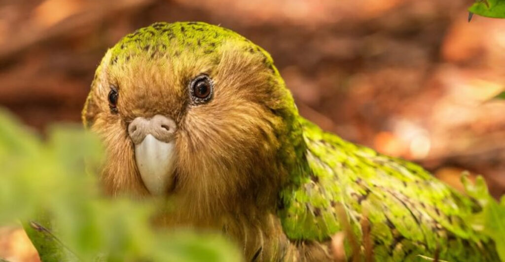 The World’s 14 Most Beautiful Yet Endangered Birds
