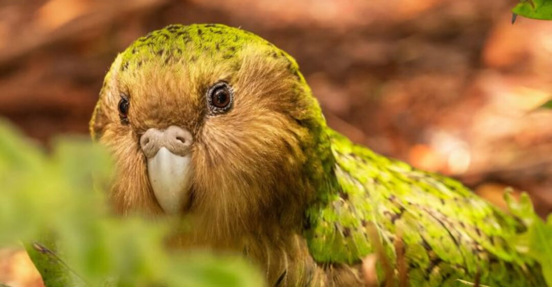The World’s 14 Most Beautiful Yet Endangered Birds
