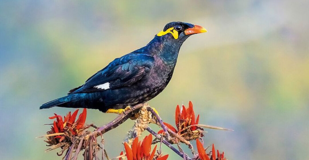 These 10 Birds Can Imitate Human Speech