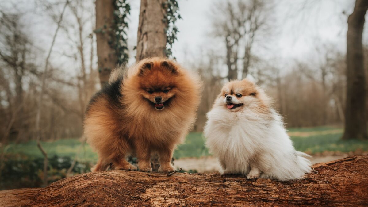 These 13 Adorably Fluffy Puppies Look Like Little Lions