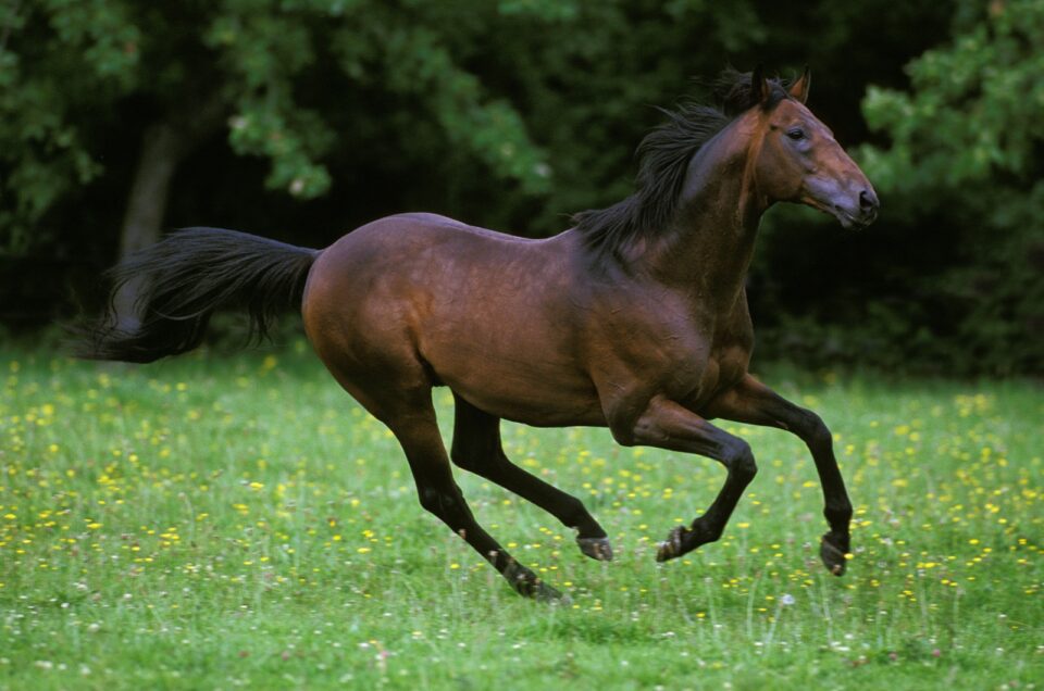 7 Smartest Horse Breeds In The World