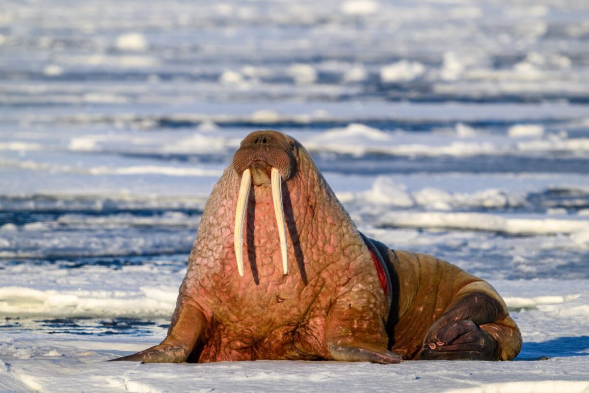 11 Arctic Animals Perfectly Adapted To Survive The Coldest Conditions