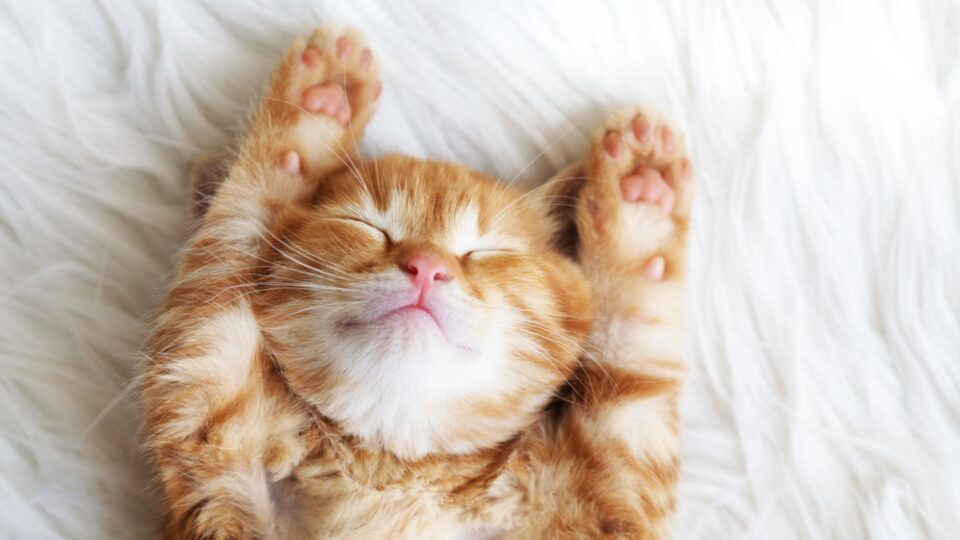 What Are Cat Toe Beans? TOP 11 Interesting Facts