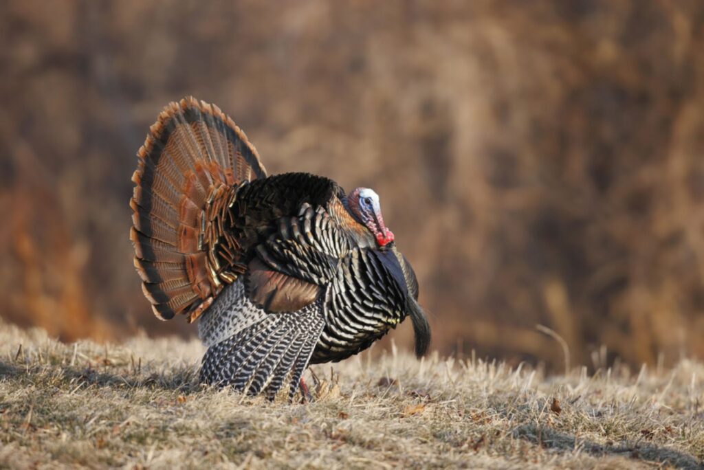 15 Amazing Animals Roaming Wild In U.S. National Parks