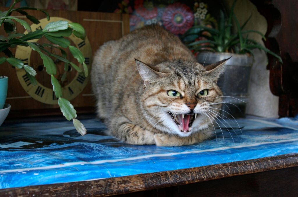 13 Clear Signs Your Cat May Be Traumatized And How To Help Them Heal