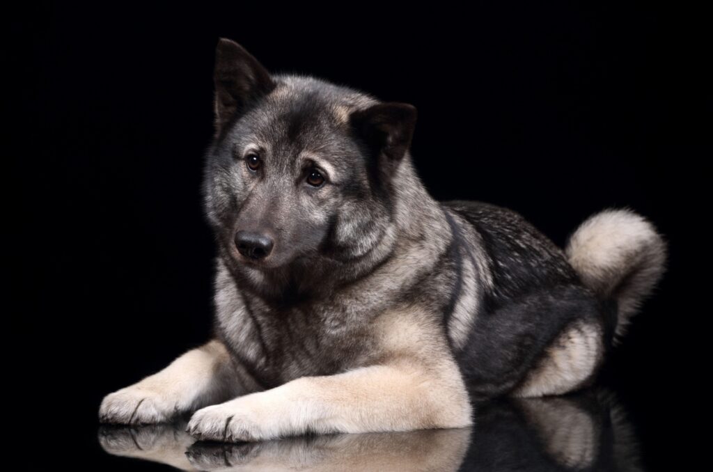 11 Astonishing Dog Coat Colors And Patterns You Have To See