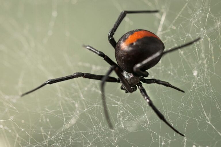 9 Of The World’s Most Lethal Spiders
