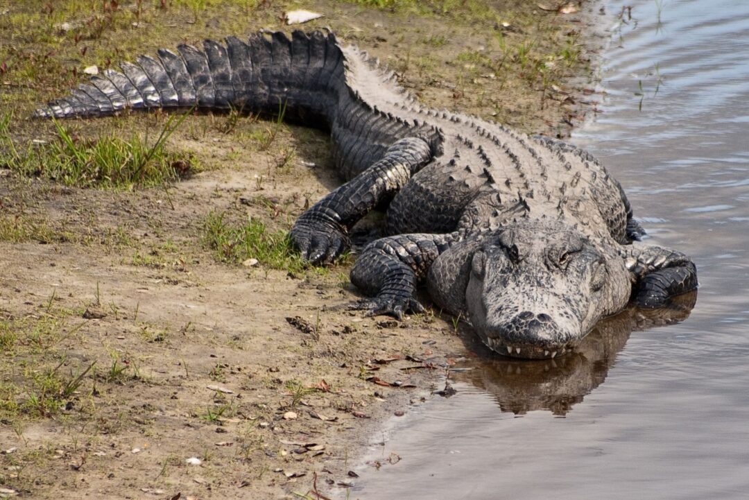 8 Louisiana Lakes Where Alligator Populations Thrive