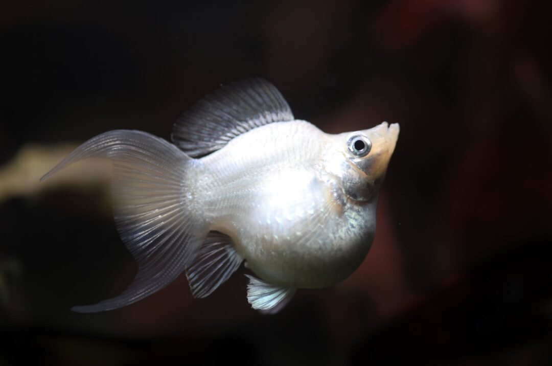 20 Incredible Animals That Have The Power To Clone Themselves