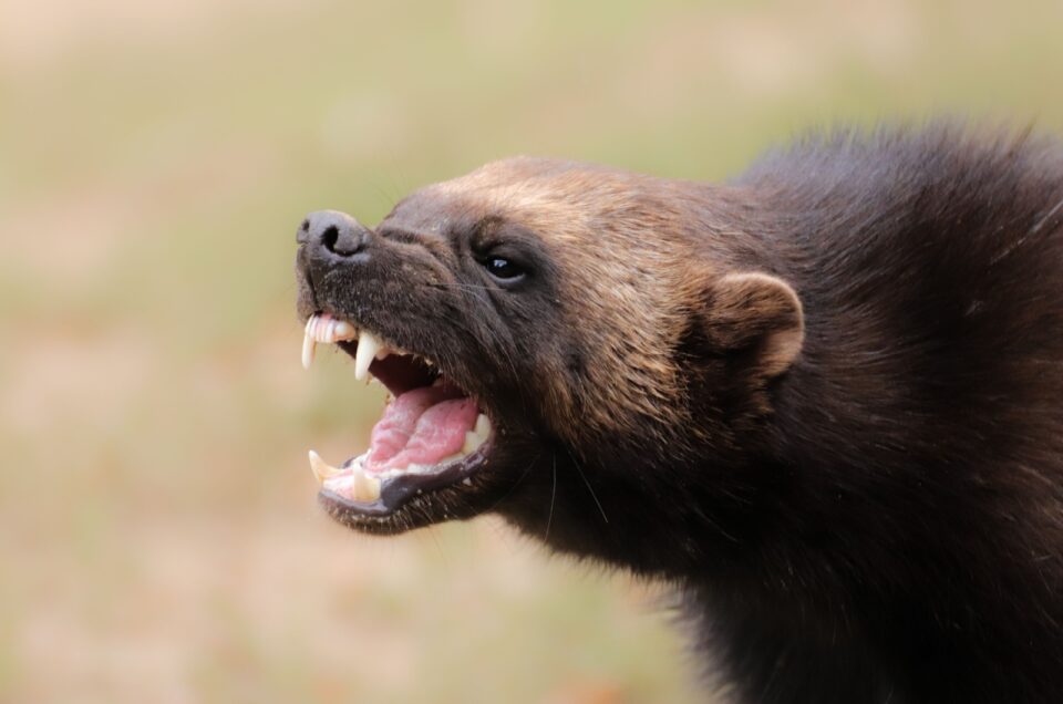 6 U.S. States Where You Can Spot Wolverines And What You Need To Know