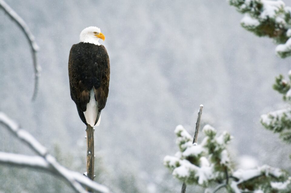 15 Best U.S. States To Spot Bald Eagles In Nature