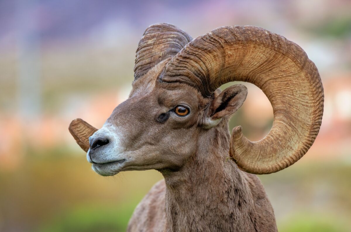 15 Amazing Animals Roaming Wild In U.S. National Parks