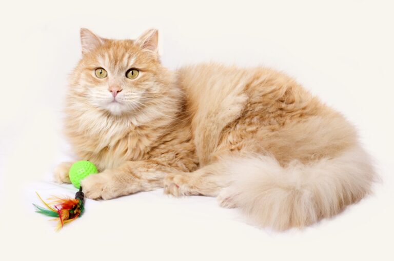 14 Gorgeous Blonde Cat Breeds That Will Steal Your Heart
