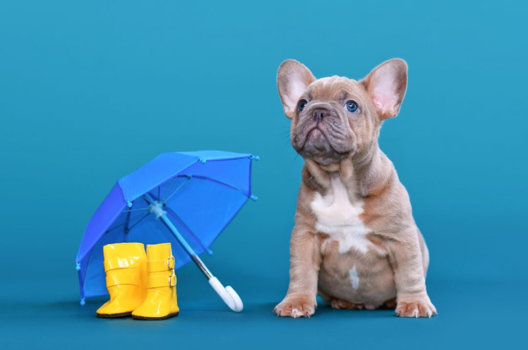 11 Astonishing Dog Coat Colors And Patterns You Have To See