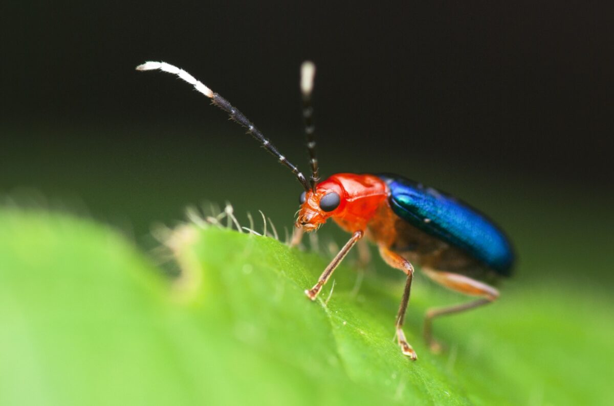 11 Animals Famous For Their Lethal Defense Mechanisms