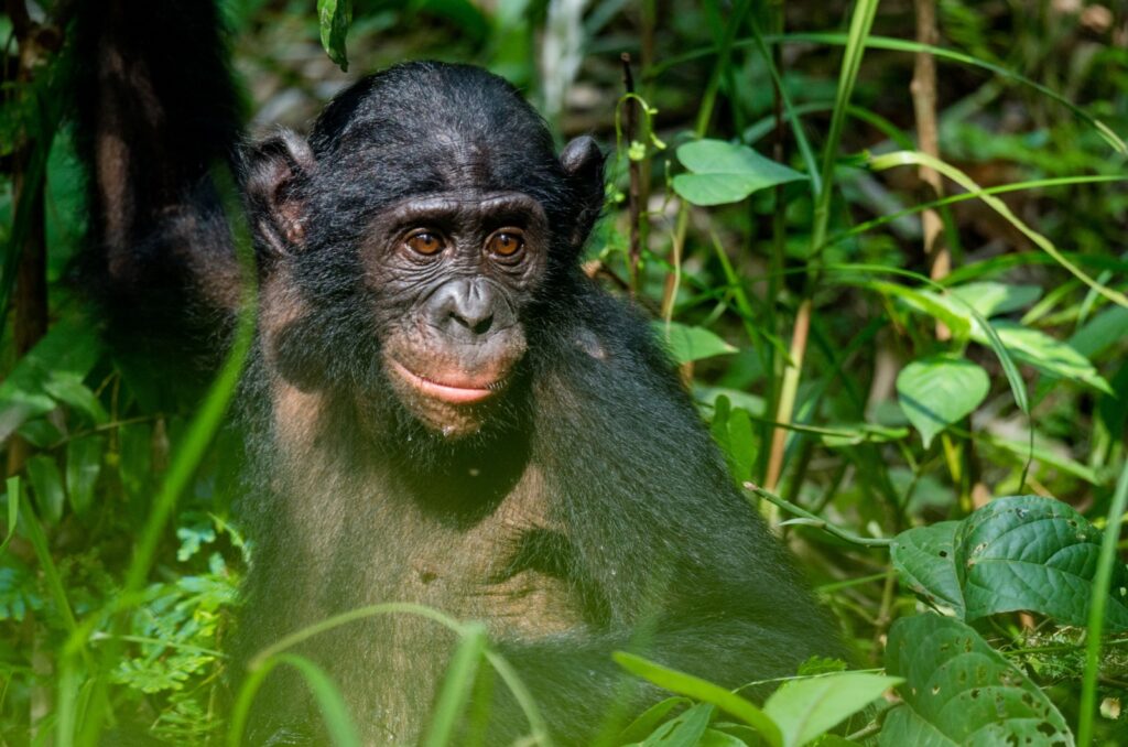 12 Animals That Connect With Humans On The Deepest Levels