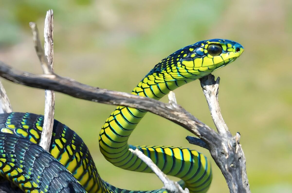 15 Most Venomous Creatures On Earth You Should Steer Clear Of