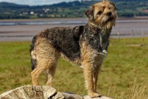9 Medium-Sized Terrier Breeds That Will Steal Your Heart