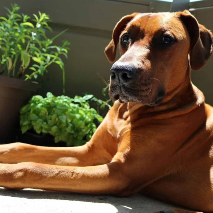 17 Must-See Doberman Mixes Everyone’s Talking About