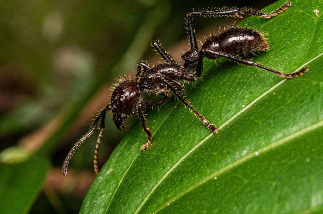 12 Small But Lethal Animals You Should Definitely Avoid