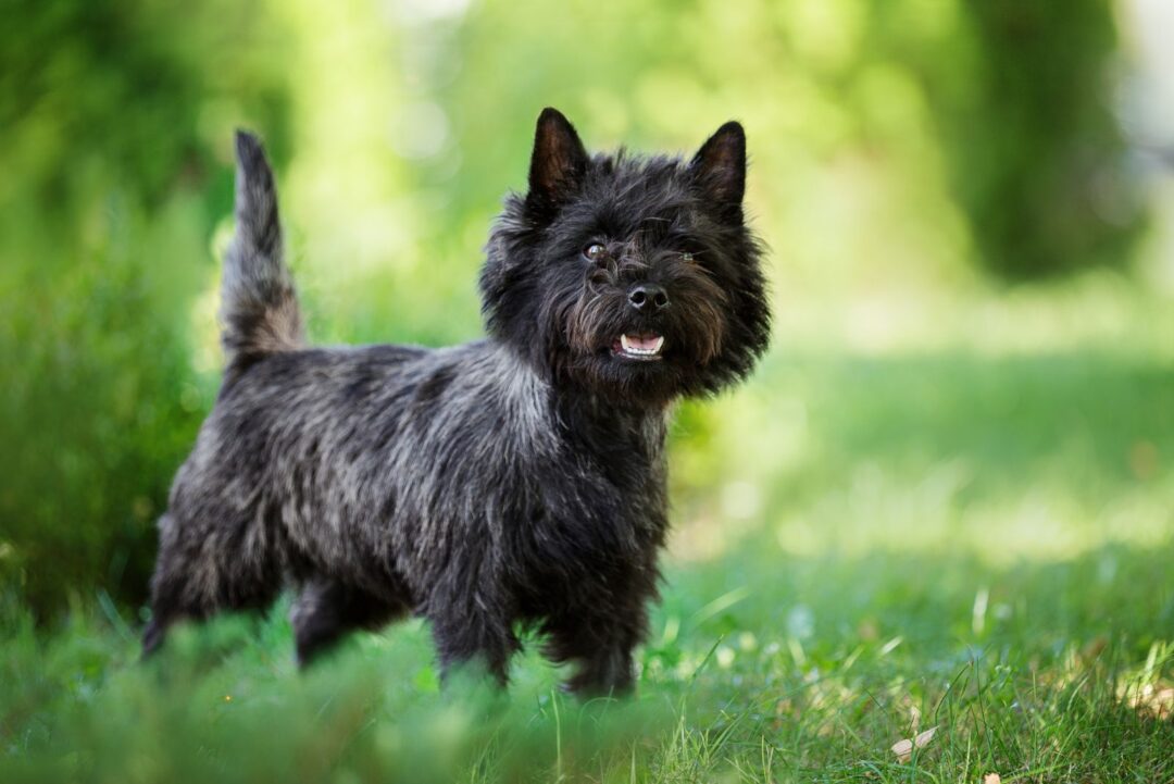 9 Medium-Sized Terrier Breeds That Will Steal Your Heart