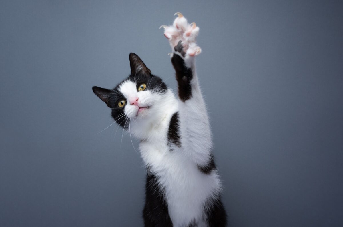 What Are Cat Toe Beans? TOP 11 Interesting Facts
