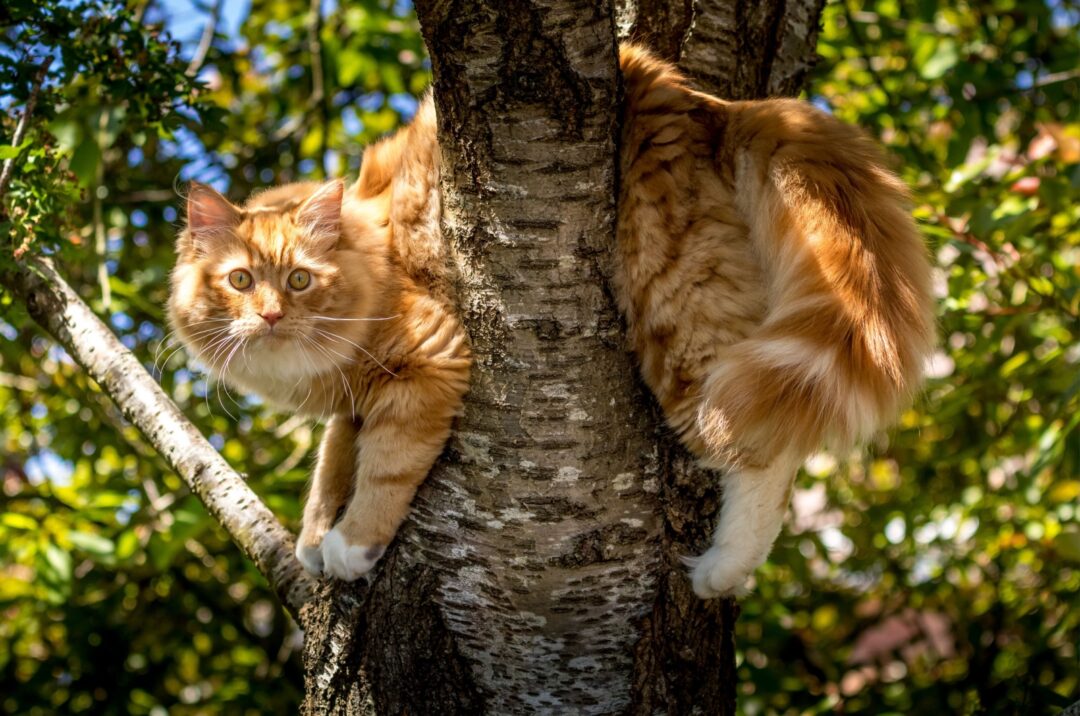 13 Clear Signs Your Cat May Be Traumatized And How To Help Them Heal