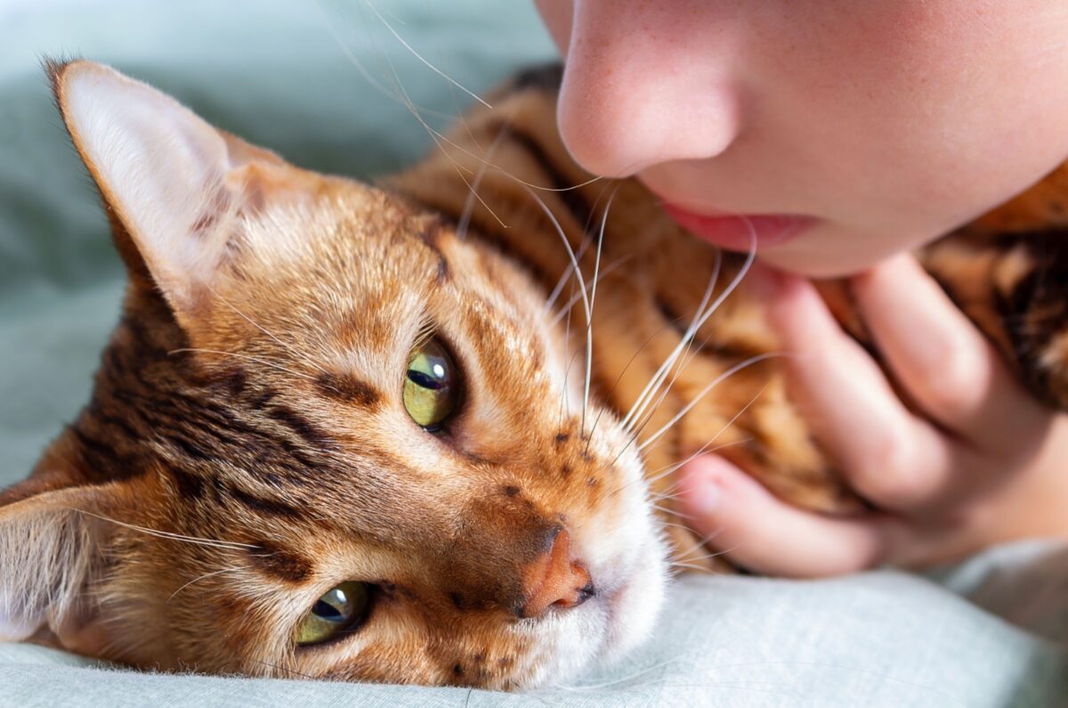 13 Clear Signs Your Cat May Be Traumatized And How To Help Them Heal