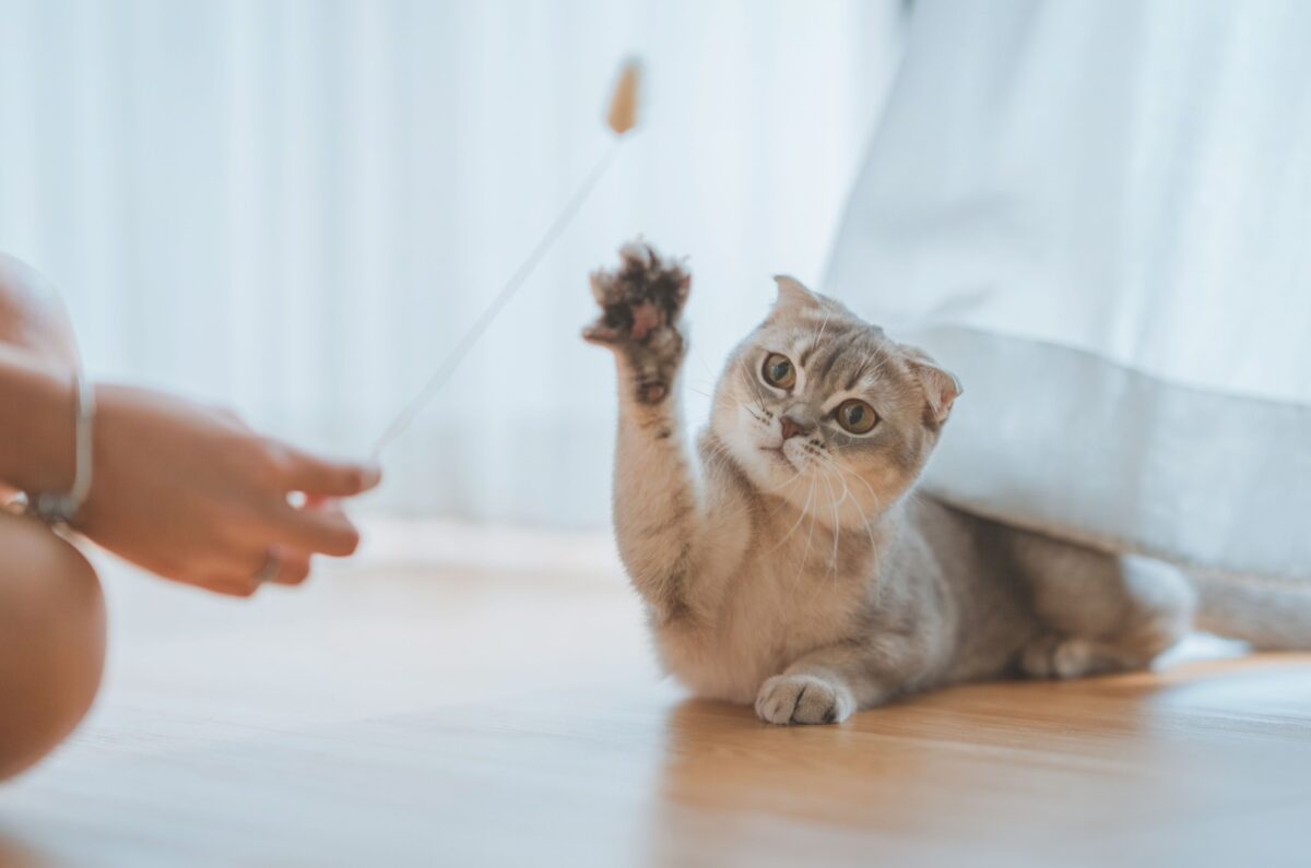 13 Do’s And Don’ts Smart Owners Use To Raise Well-Behaved Cats