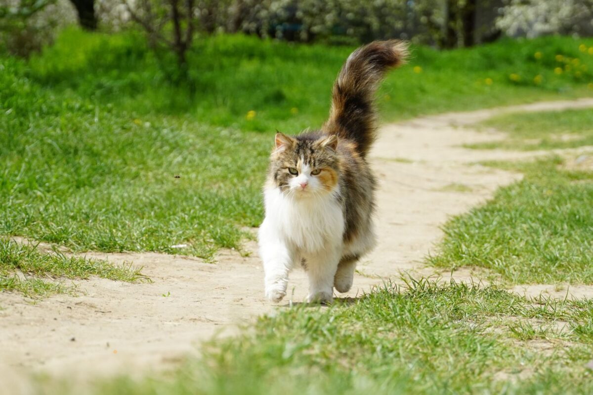 15 Clear Signs Your Cat Sees You As Their Favorite