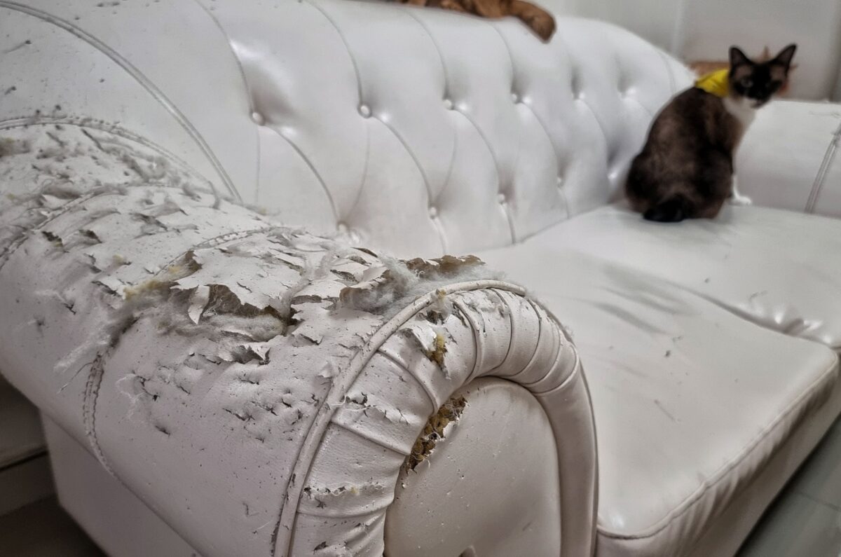 13 Do’s And Don’ts Smart Owners Use To Raise Well-Behaved Cats