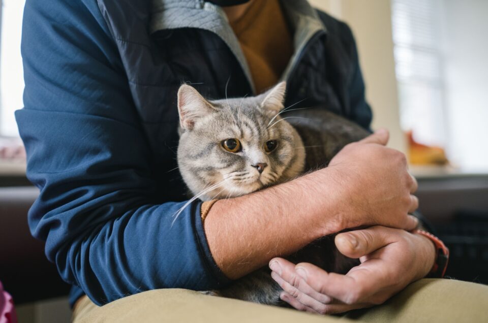 13 Clear Signs Your Cat May Be Traumatized And How To Help Them Heal
