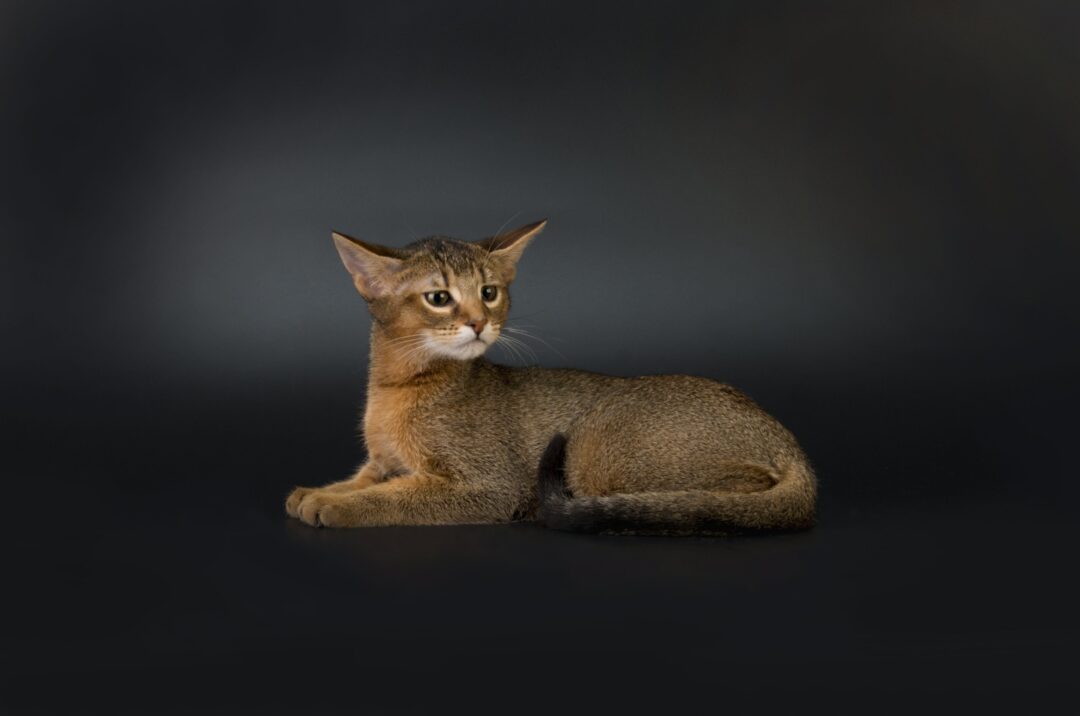 The 11 Most Athletic Cat Breeds