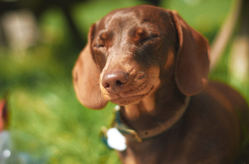 13 Clear Signs Your Dog Is Happy (And How To Tell If They're Not)